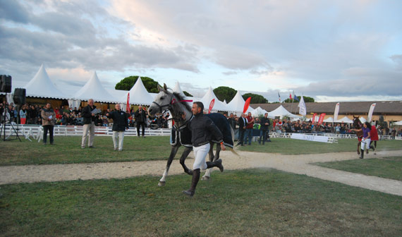 700 jeunes chevaux d’exception en piste à Uzès - Karine Baudoin ...